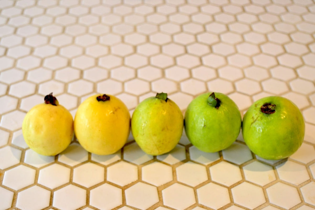 Know the Many Benefits of Yellow Guava - The Tropical Superfruit ...